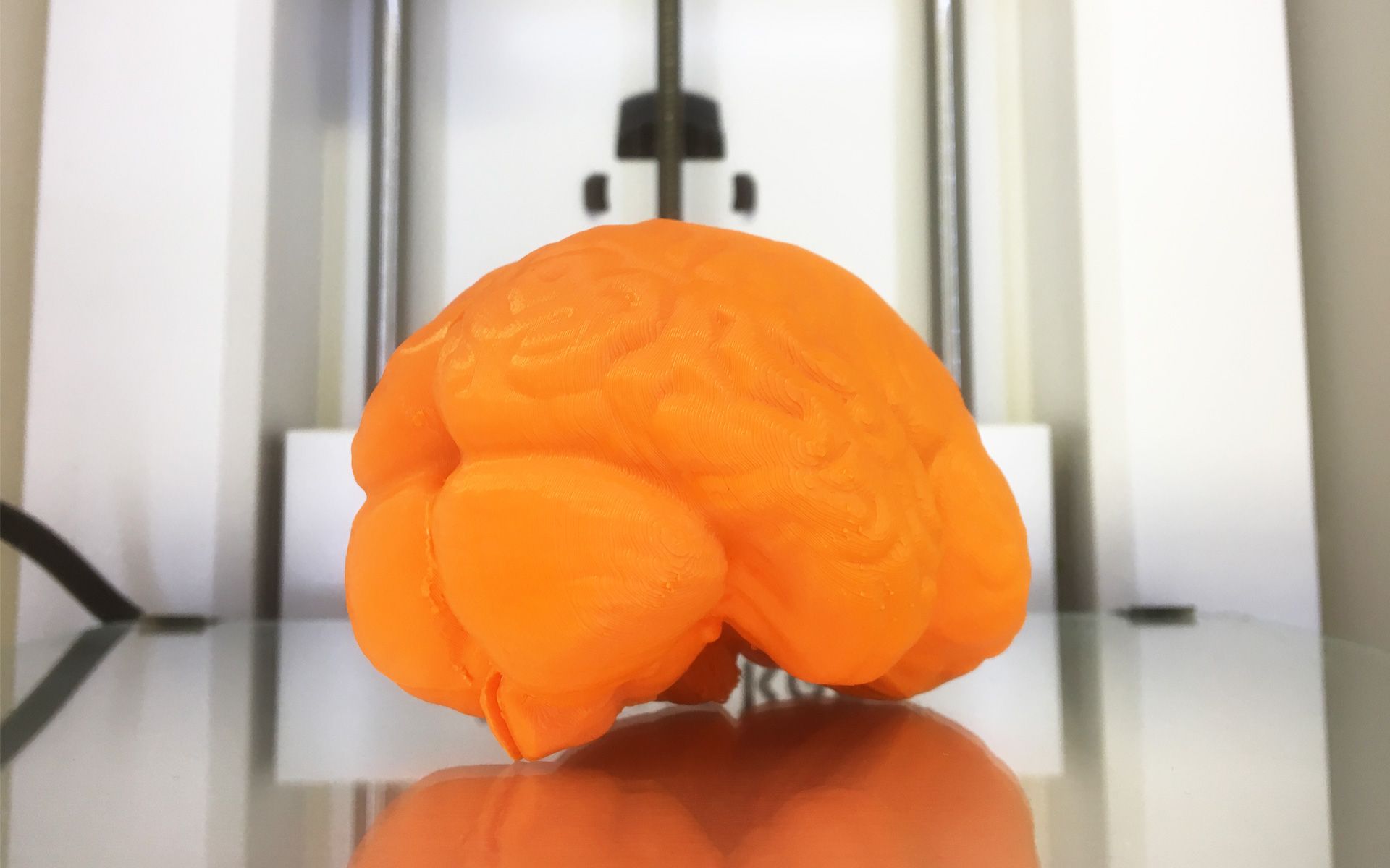 PrintLab's 3D Scan of the Week - Brain Anatomy Model