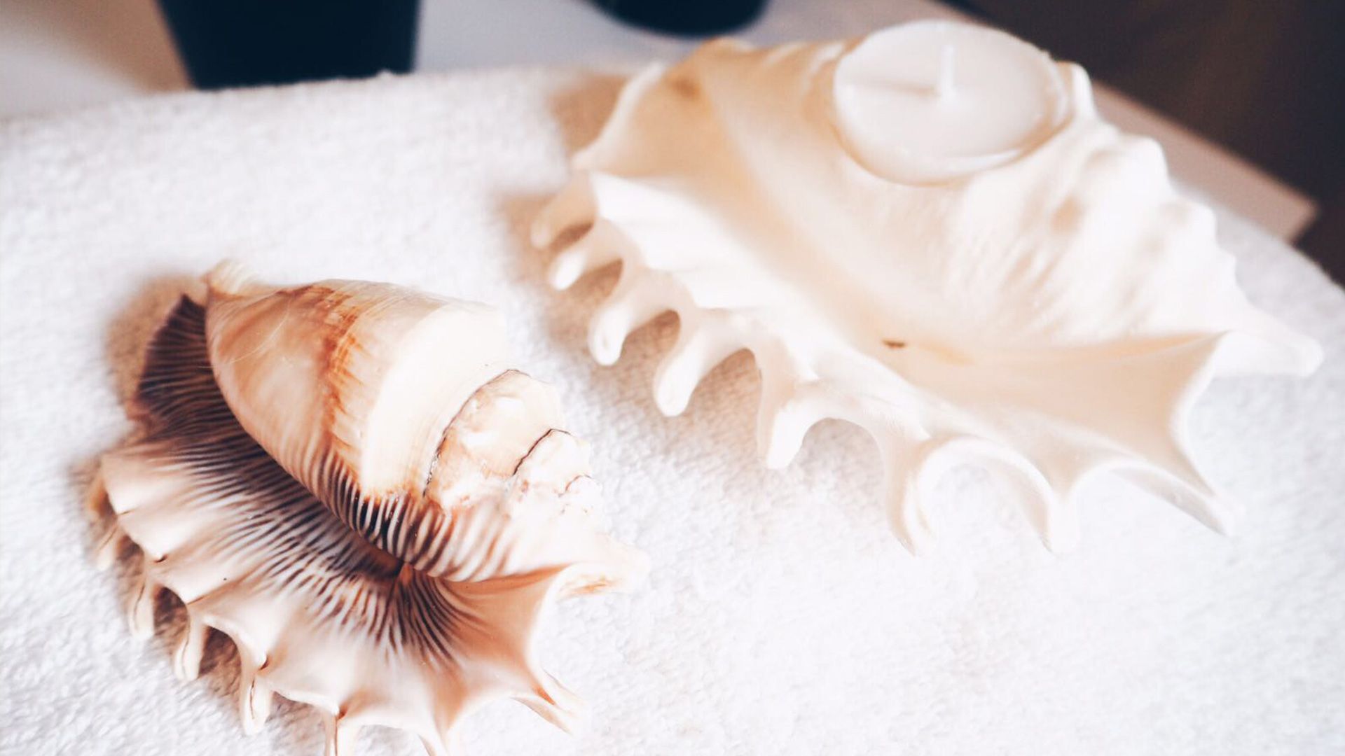 PrintLab's 3D Scan of the Week 1 – Sea Shell